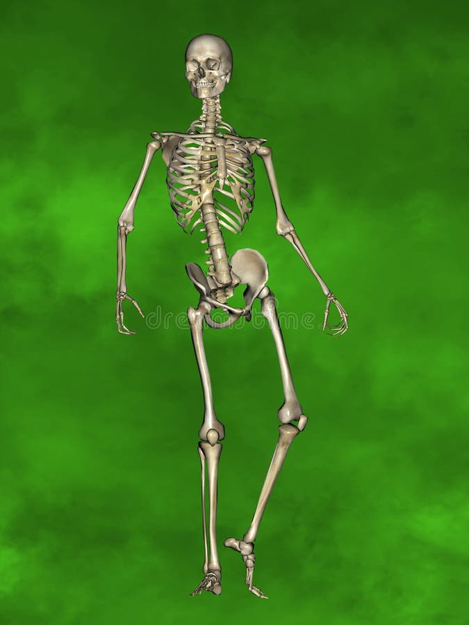 Human skeleton, 3D Model stock illustration. Illustration of green ...