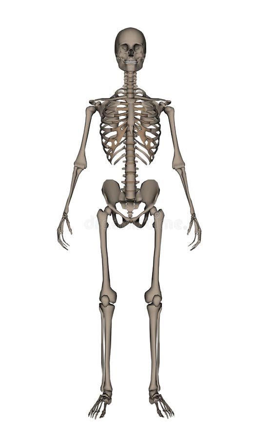 Human skeleton - 3D render stock illustration. Illustration of skeletal ...