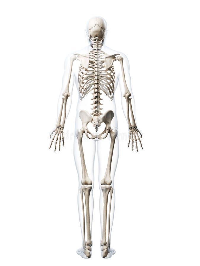 Human skeleton stock illustration. Illustration of rendering - 34165782