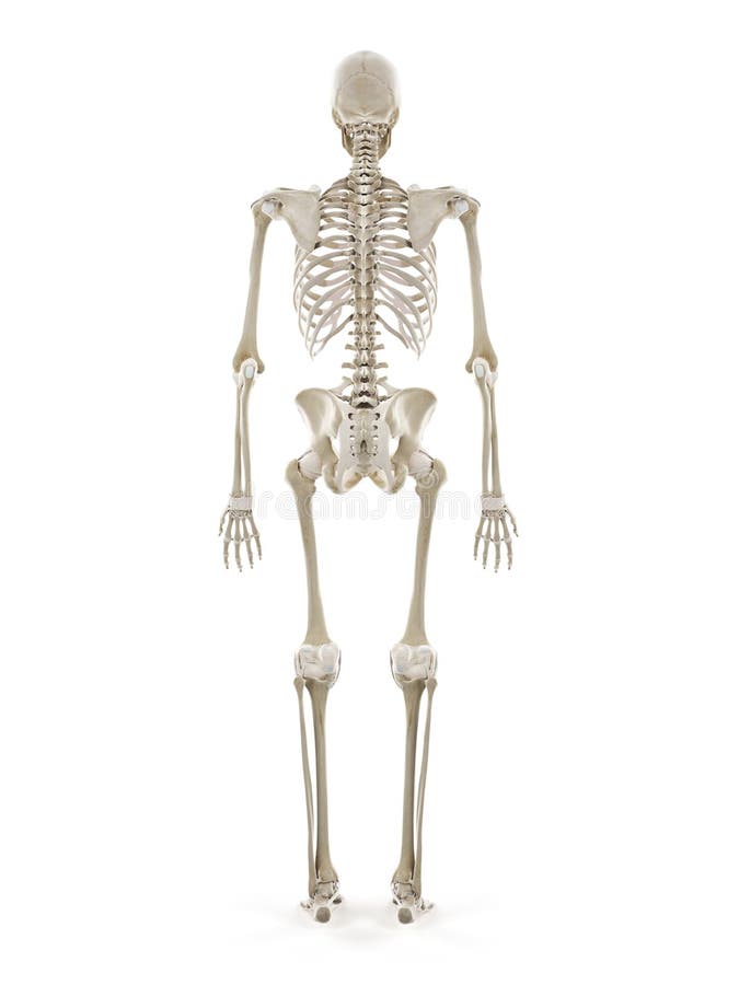 Human skeleton stock illustration. Illustration of anatomical - 7750280