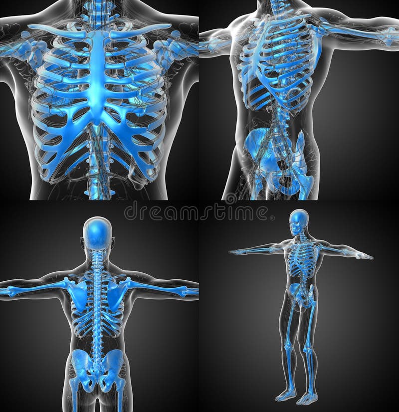 Human skeleton stock illustration. Illustration of medical - 88885915