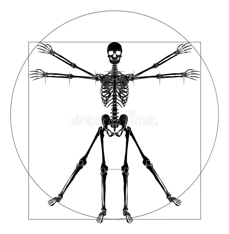 Da Vinci Vitruvian Man Skeleton Stock Vector - Illustration of leonardo ...