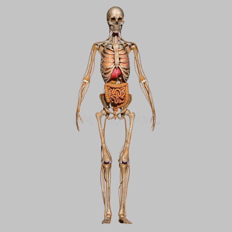 Human Skeleton Digestive System Stock Illustration - Illustration of ...