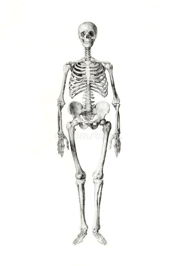 Human Skeleton Drawing Isolated on White Background in High Resolution ...
