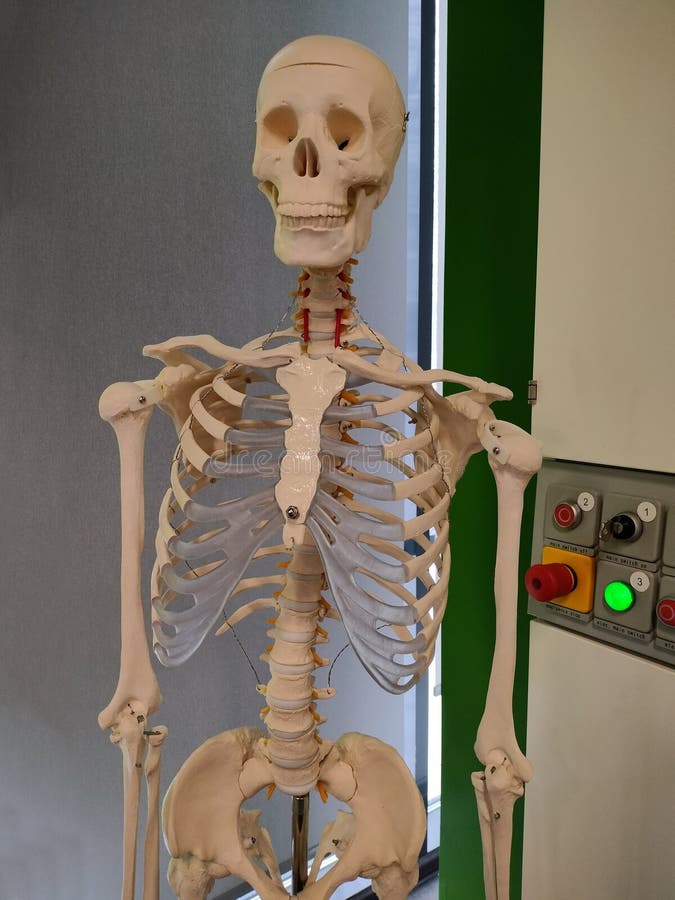 Educational Model of the Human Skeleton for the Work of Students in the ...