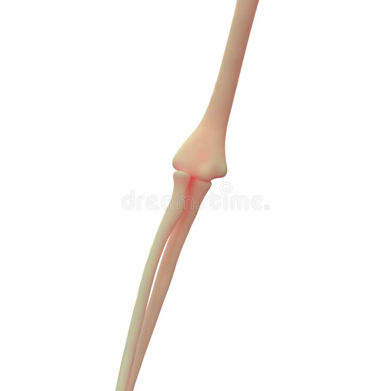 Human Skeleton Elbow Joint stock illustration. Illustration of elbow ...