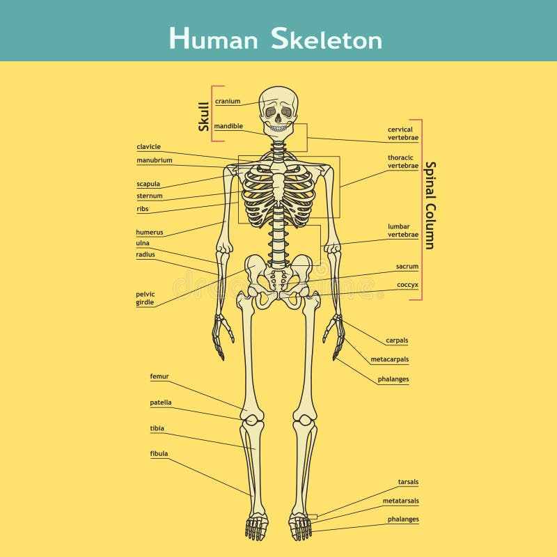 Human Skeleton with Explanations. Stock Vector - Illustration of ...