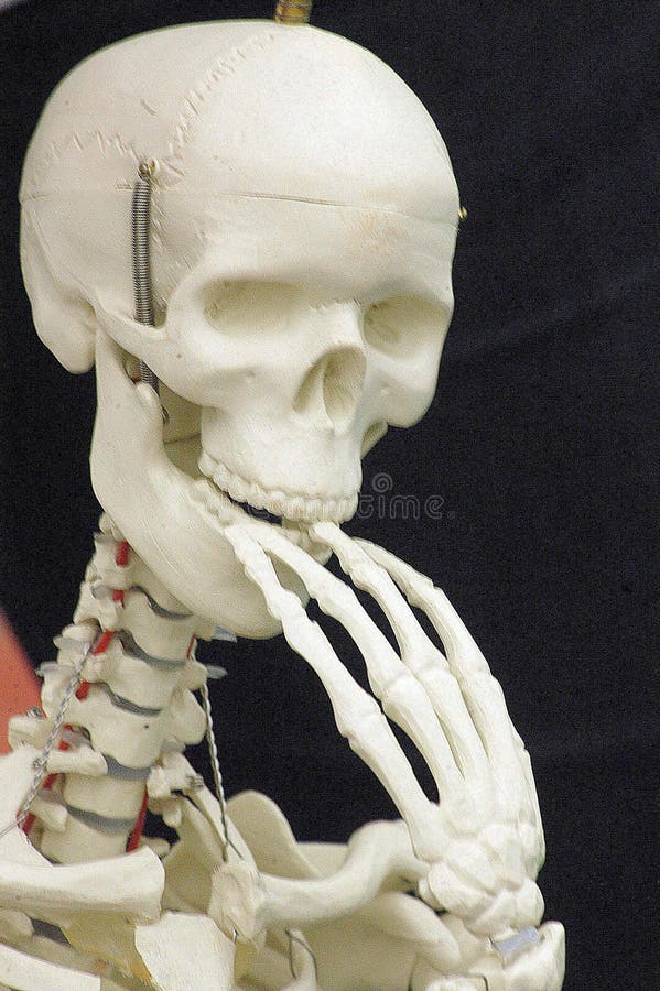 Human Skeleton, the Internal Framework of the Human Body Stock Image ...