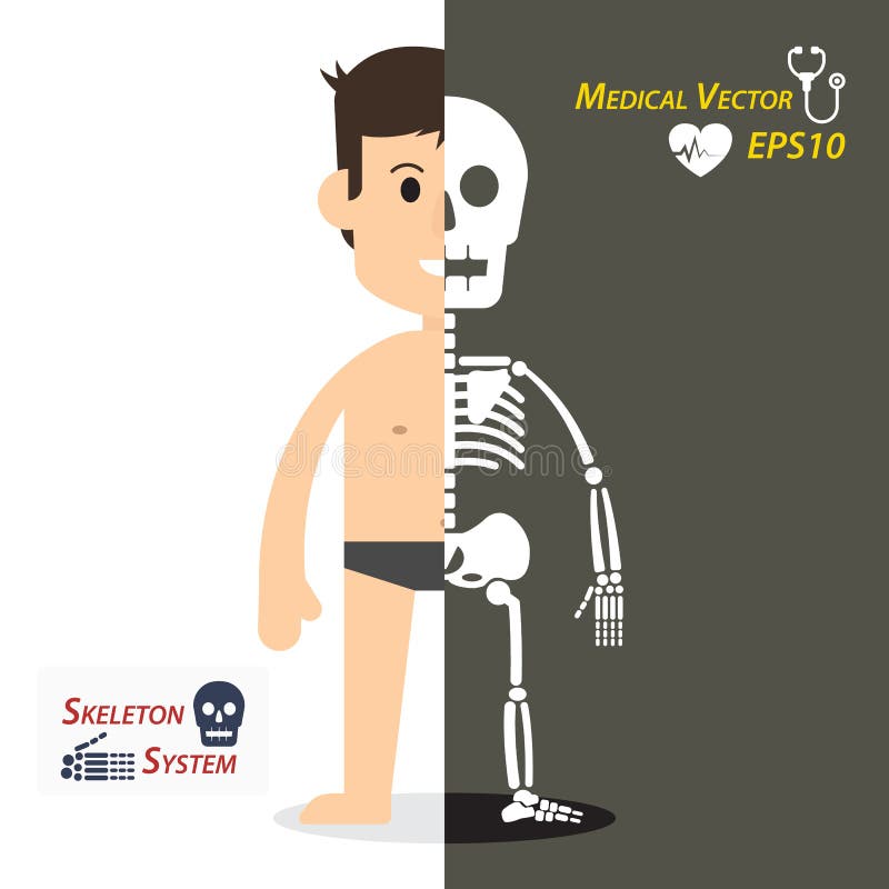 Human and Skeleton Flat Design Stock Vector - Illustration of ankle ...