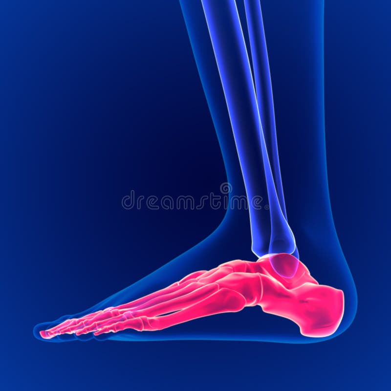 3D Illustration Human Skeleton Foot Bones Anatomy Stock Illustration ...