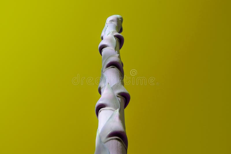 Human Skeleton Foot on a Colored Background Stock Photo - Image of ...