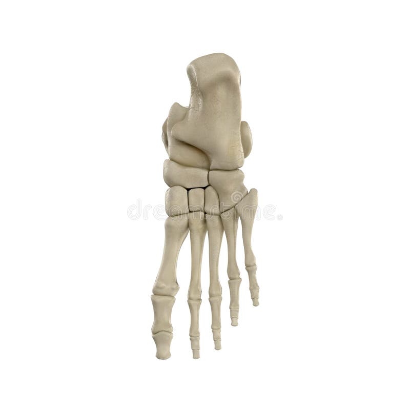 Human Skeleton Foot on White Background Stock Photo - Image of toes ...