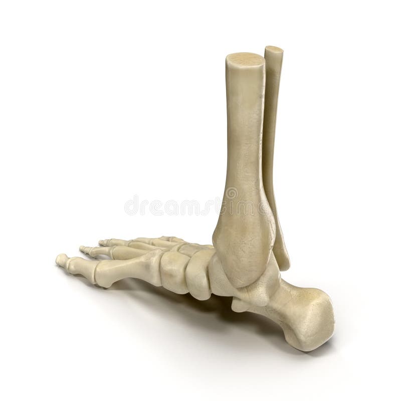 Human Skeleton Foot on White 3D Illustration Stock Illustration ...