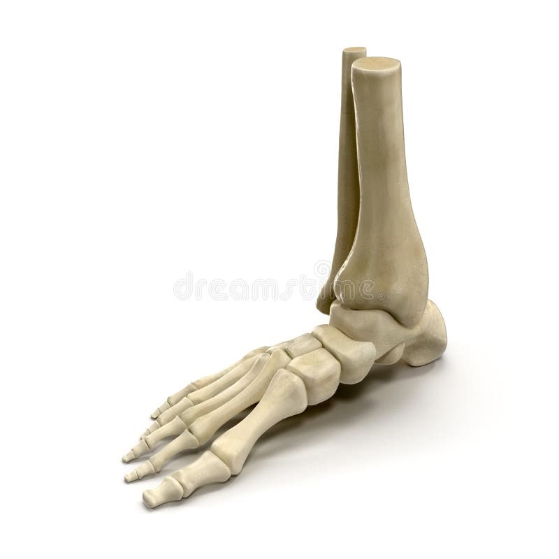 Human Skeleton Foot on White 3D Illustration Stock Illustration ...