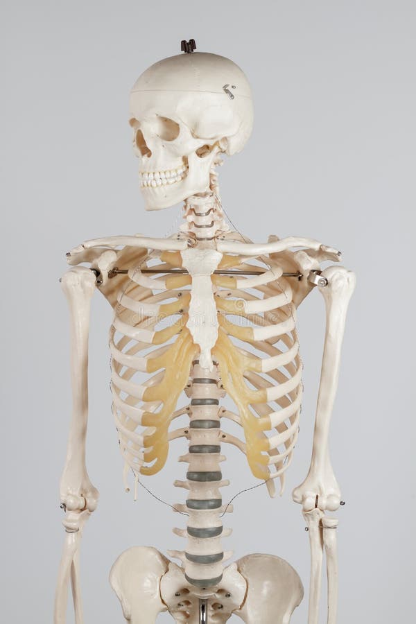 Human skeleton stock photo. Image of head, hips, skeleton - 55991380