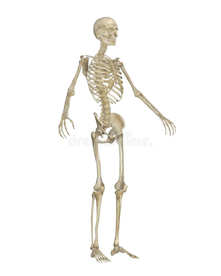 Human Skeleton Front View. Anatomical Model Isolated on White ...