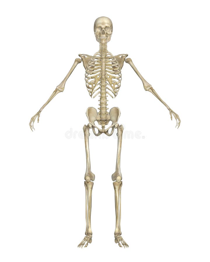 Human Skeleton Front View. Anatomical Model Isolated on White ...