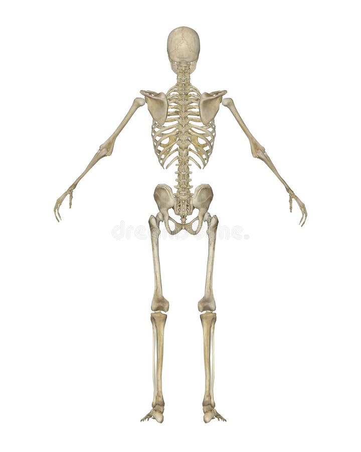Human Skeleton Front View. Anatomical Model Isolated on White ...