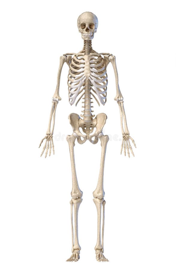 Human Skeleton, Full Figure Standing, Front View Stock Illustration ...