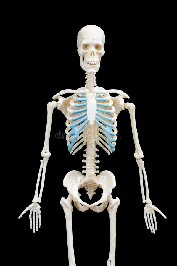 167 Half Human Skeleton Stock Photos - Free & Royalty-Free Stock Photos ...