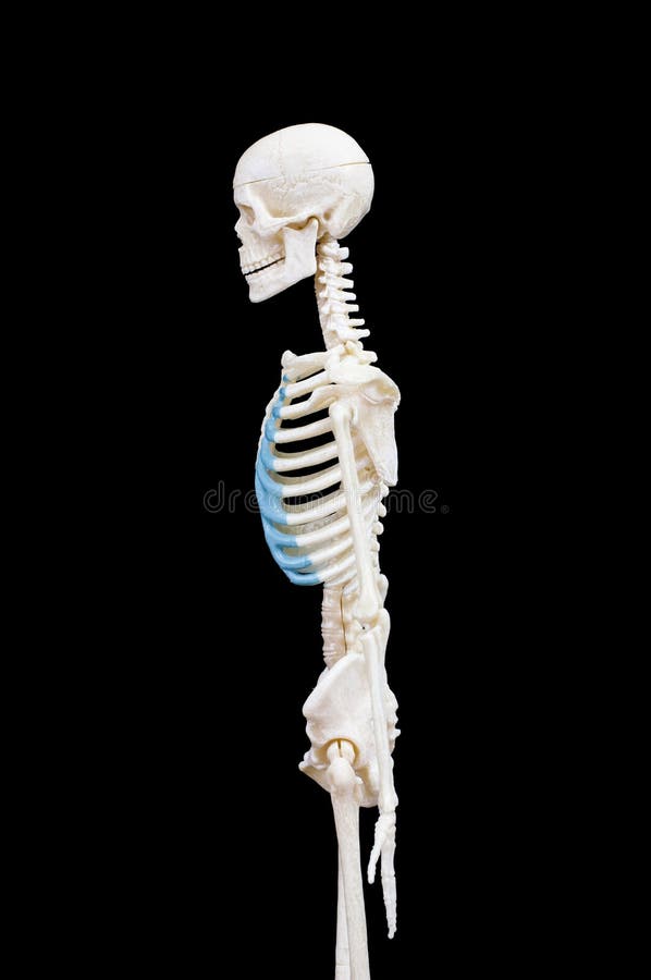 Human Skeleton Side View Stock Photos - Download 504 Royalty Free Photos