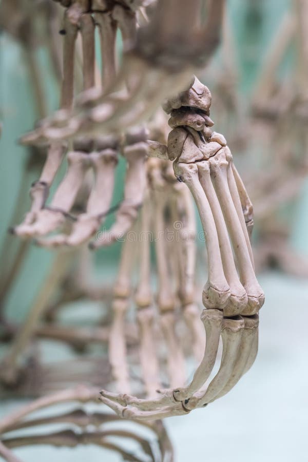 Human Skeleton Hand on Display Stock Photo - Image of copy, contrast ...