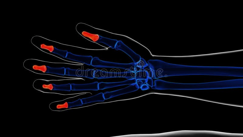 Human Skeleton Hand Distal Phalanges Bone Anatomy for Medical Concept ...