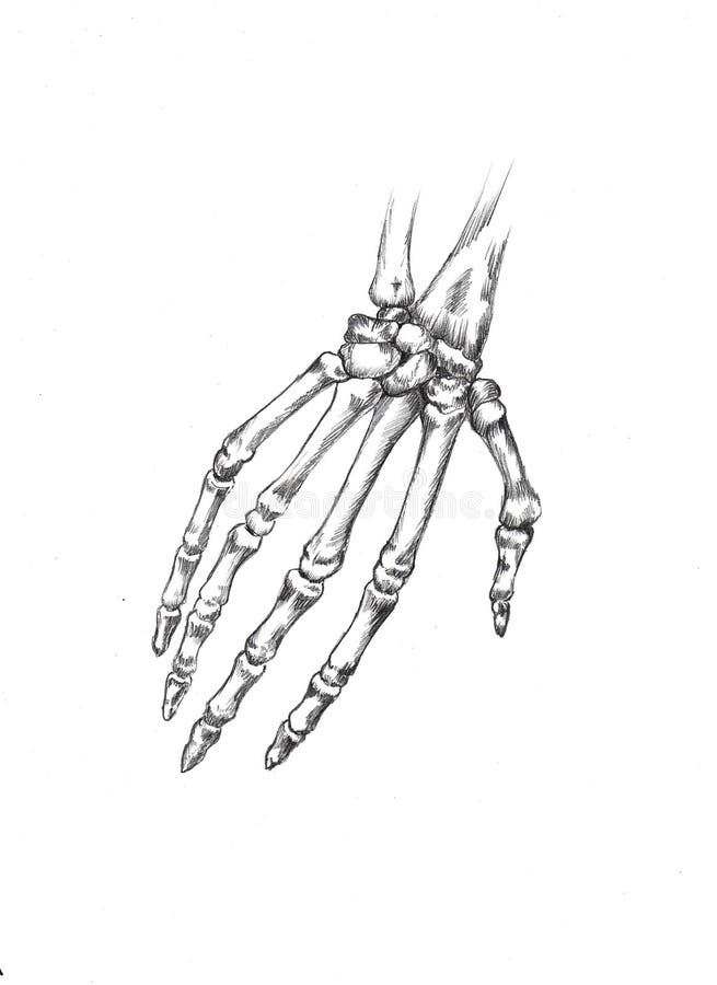 Human Skeleton Hand in the Front. Stock Illustration - Illustration of ...