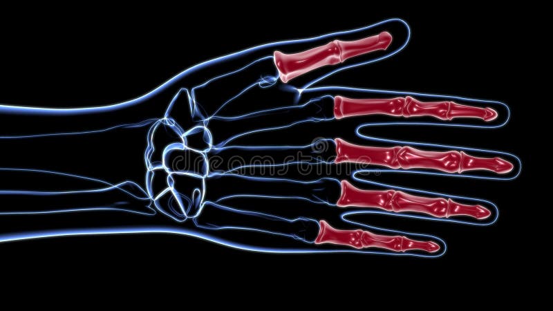 Human Skeleton Hand Phalanges Bone Anatomy for Medical Concept Stock ...