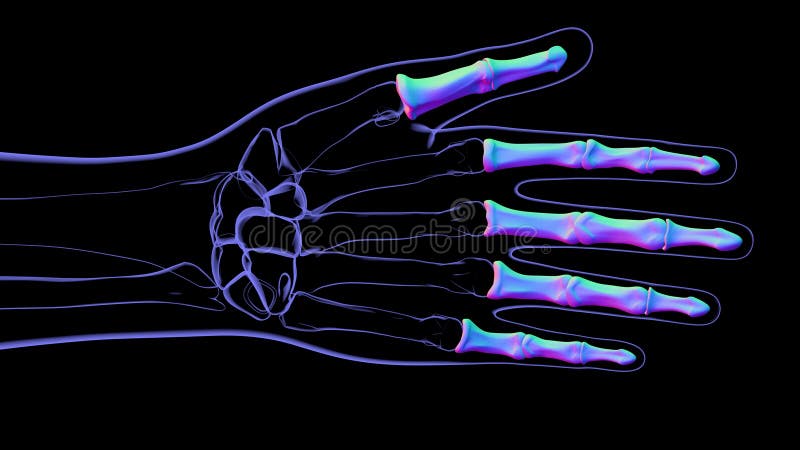 Human Skeleton Hand Phalanges Bone Anatomy for Medical Concept Stock ...