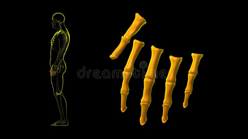 Human Skeleton Hand Phalanges Bone Anatomy for Medical Concept Stock ...
