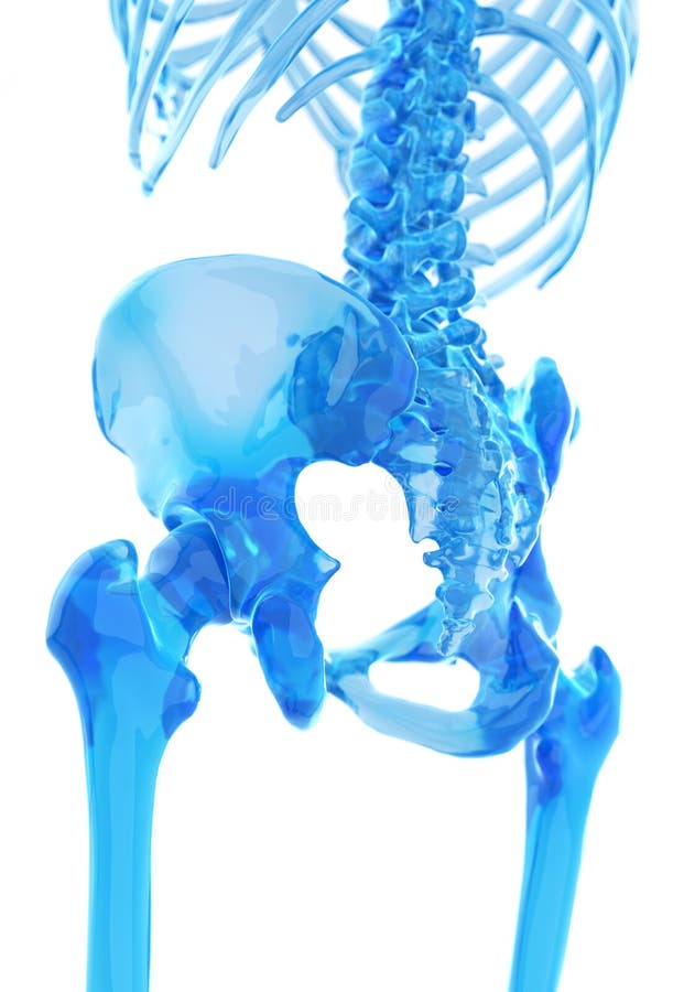 The Human Skeleton - the Hip Stock Illustration - Illustration of ...