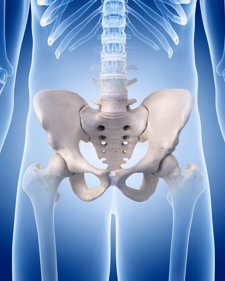 The Human Skeleton - the Hip and Scarum Stock Illustration ...