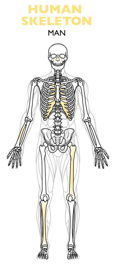 Skeletal Framework Stock Illustrations – 128 Skeletal Framework Stock ...