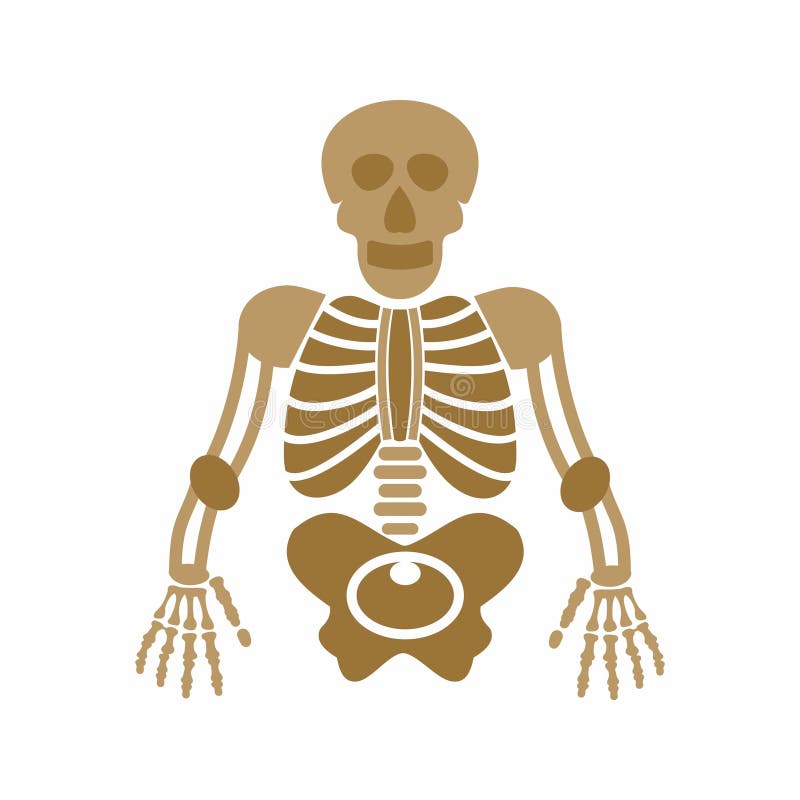 Human Skeleton Icon Vector Image. Stock Vector - Illustration of ...