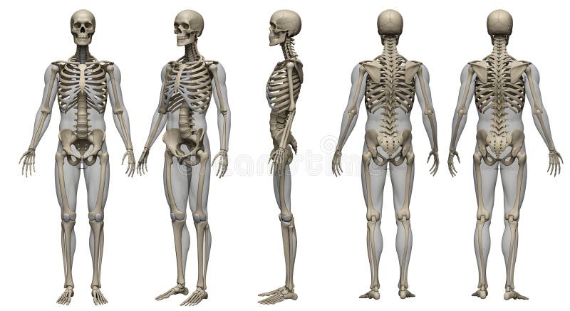 Human Skeleton Illustration Front Side and Back Views on White Stock ...
