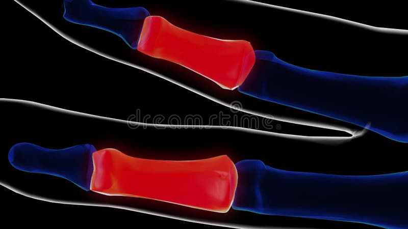 Human Skeleton Intermediate Phalanges Anatomy 3D Rendering Stock ...
