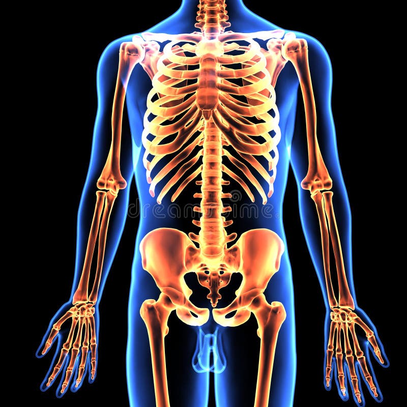3d Illustration of Human Body Skeleton Anatomy Stock Illustration ...