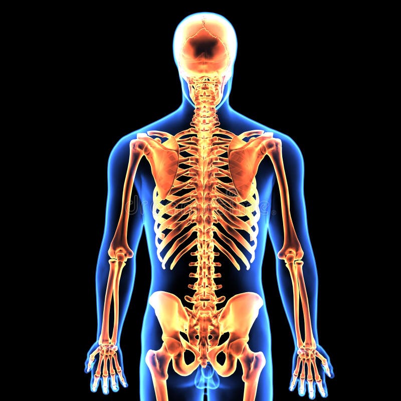 3d Illustration of Human Body Skeleton Anatomy Stock Illustration ...