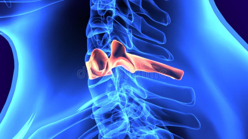 Perpendicular Skeleton Stock Illustrations – 44 Perpendicular Skeleton ...