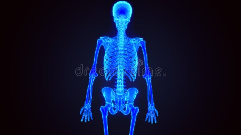 3d Render of Human Body Skeleton Anatomy Stock Illustration ...