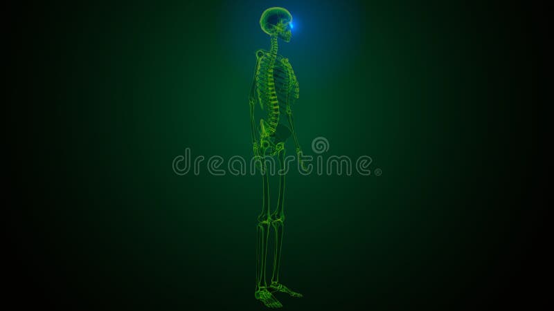 3d Illustration of Human Skeleton Body Parts. Stock Illustration ...