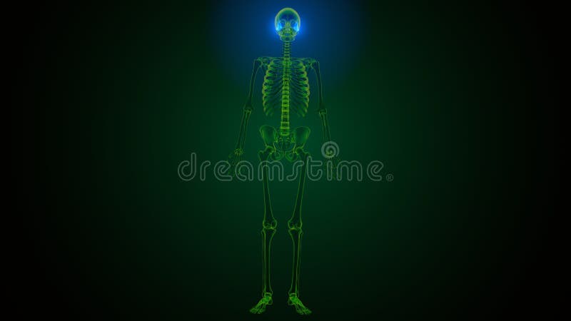 3d Illustration of Human Skeleton Body Parts. Stock Illustration ...