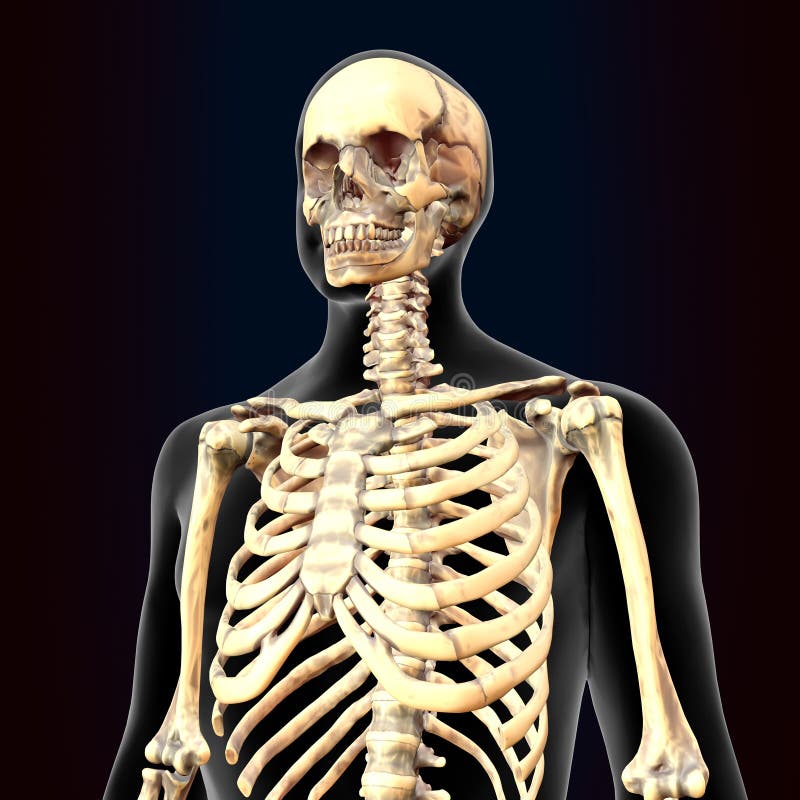3d Illustration of Human Body Skeleton Anatomy. Stock Illustration ...