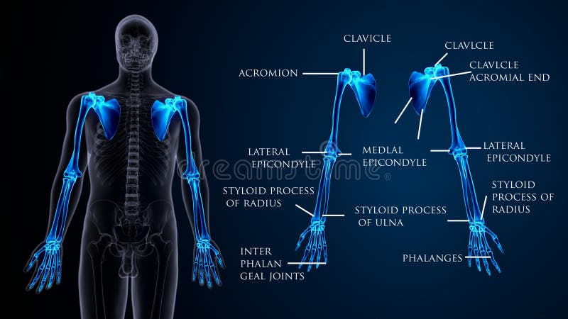 3d Illustration of Human Skeleton Body Parts. Stock Illustration ...