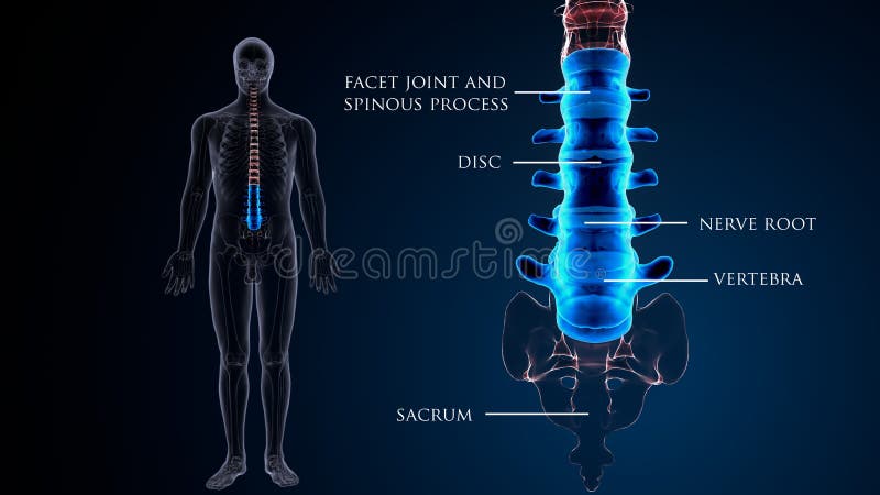 3d Illustration of Human Skeleton Body Parts. Stock Illustration ...