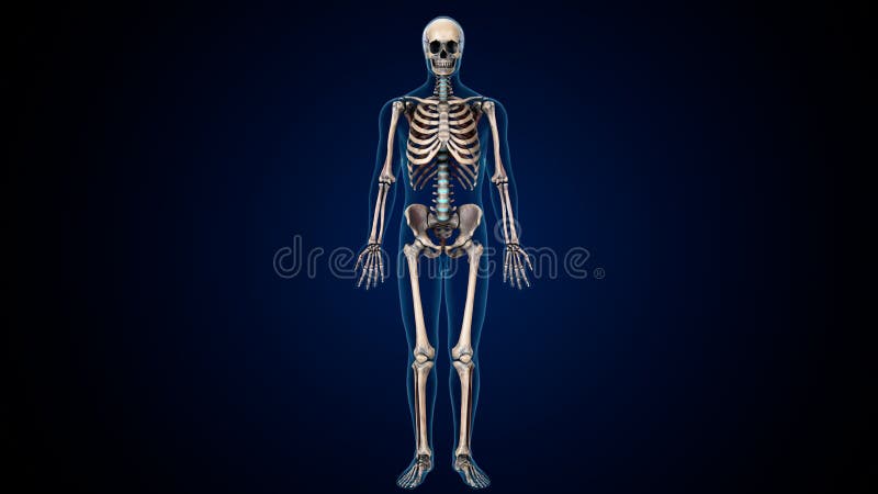 Human Skeleton Sternum Bone Anatomy for Medical Concept 3D Illustration ...