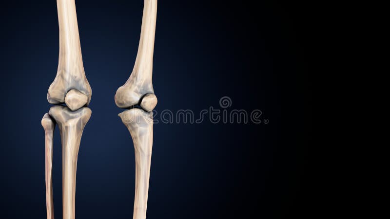 3d Illustration of Human Skeleton Body Parts. Stock Illustration ...