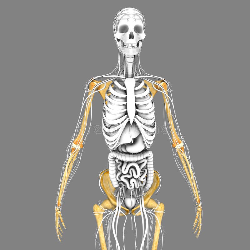 Human Skeleton stock illustration. Illustration of humerus - 55452099