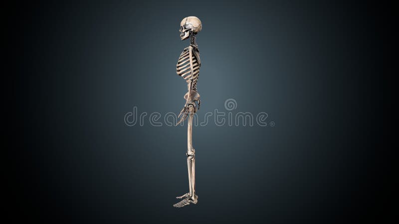 3d Illustration of Human Skeleton Anatomy. Stock Illustration ...